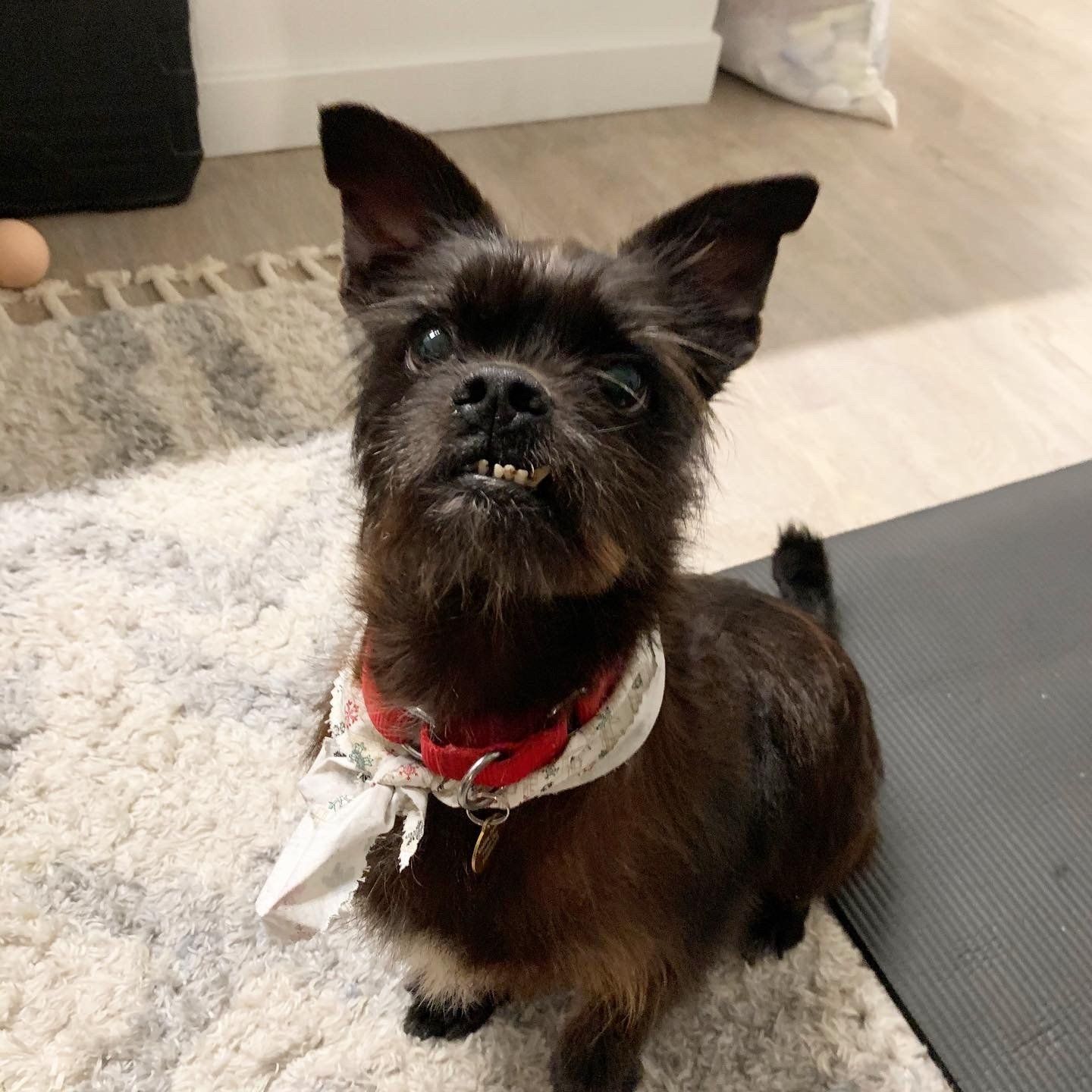 MaeDay Rescue | Los Angeles Dog Rescue