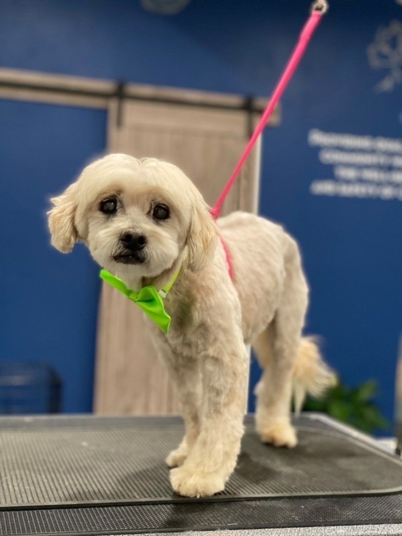 MaeDay Rescue | Los Angeles Dog Rescue