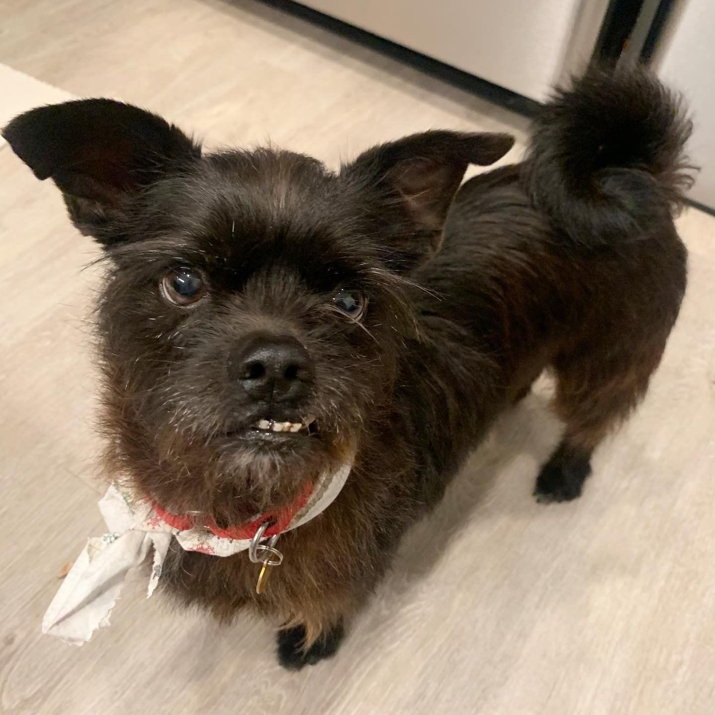 MaeDay Rescue | Los Angeles Dog Rescue