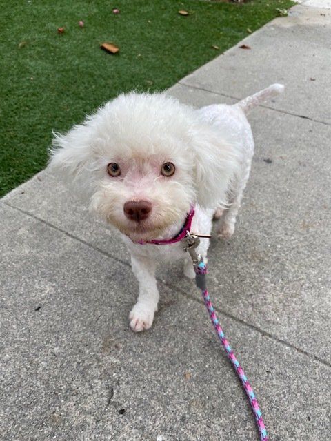 MaeDay Rescue | Los Angeles Dog Rescue