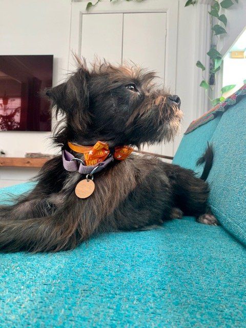 MaeDay Rescue | Los Angeles Dog Rescue