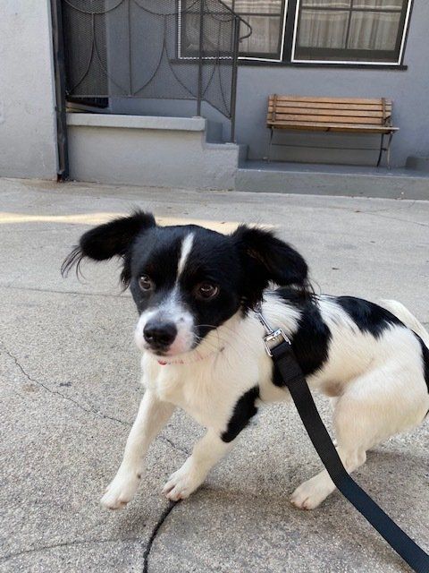 MaeDay Rescue | Los Angeles Dog Rescue