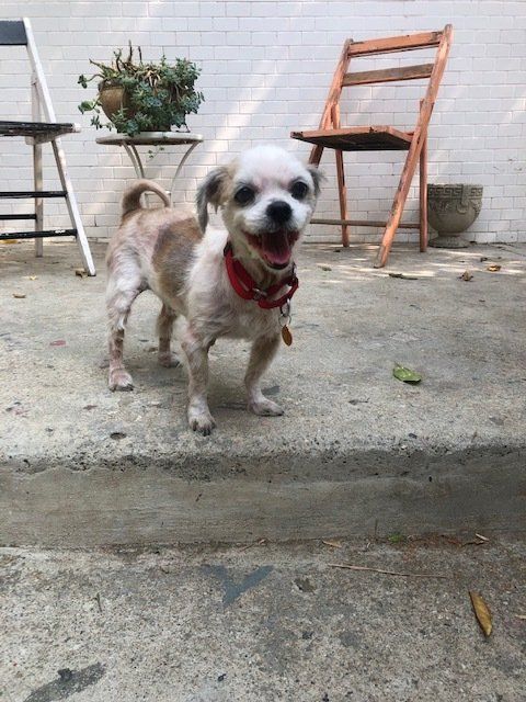 MaeDay Rescue | Los Angeles Dog Rescue