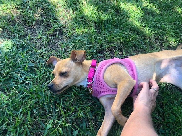 MaeDay Rescue | Los Angeles Dog Rescue