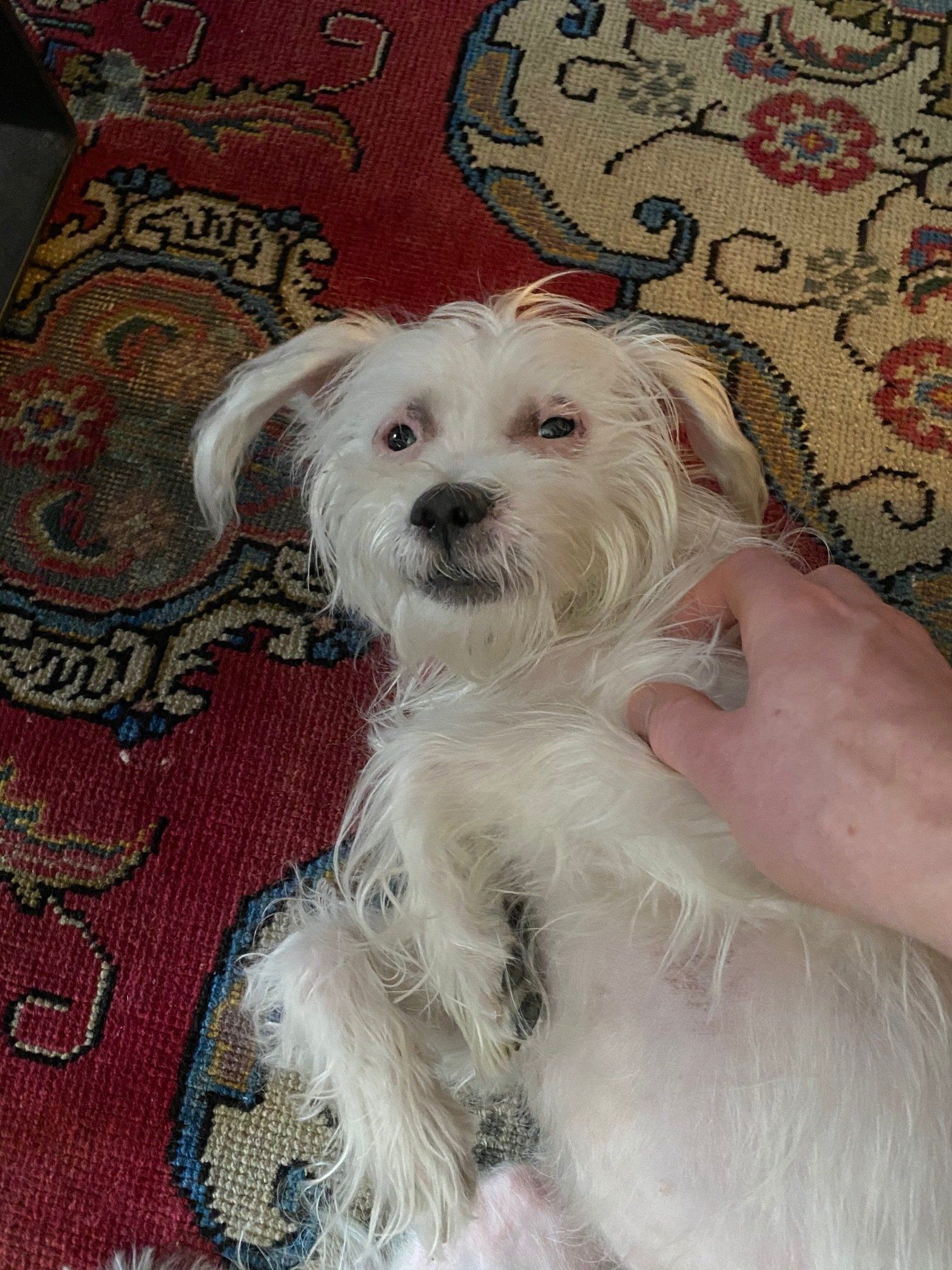 MaeDay Rescue | Los Angeles Dog Rescue