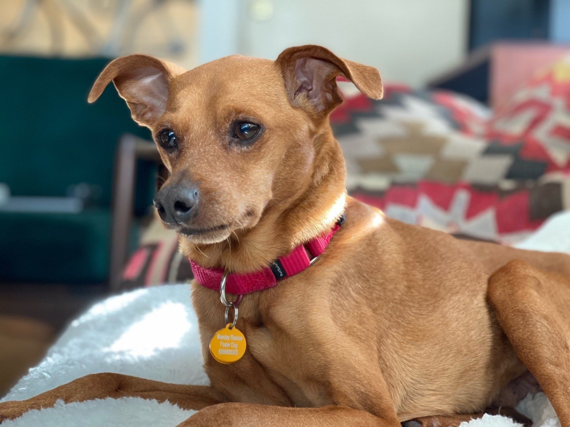 MaeDay Rescue | Los Angeles Dog Rescue