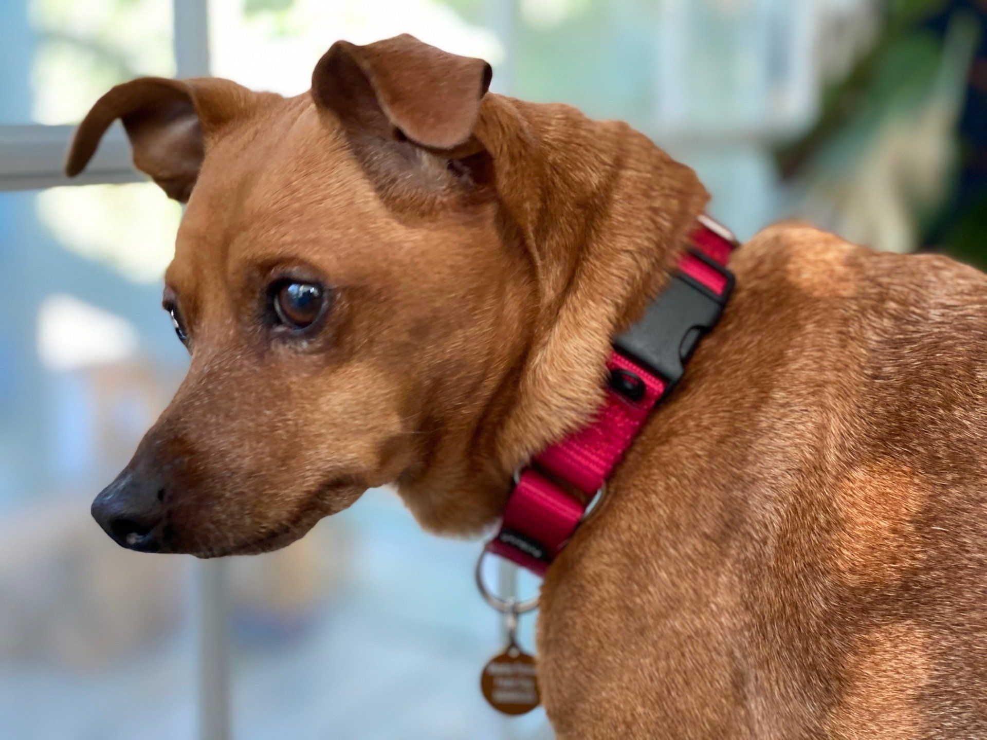 MaeDay Rescue | Los Angeles Dog Rescue