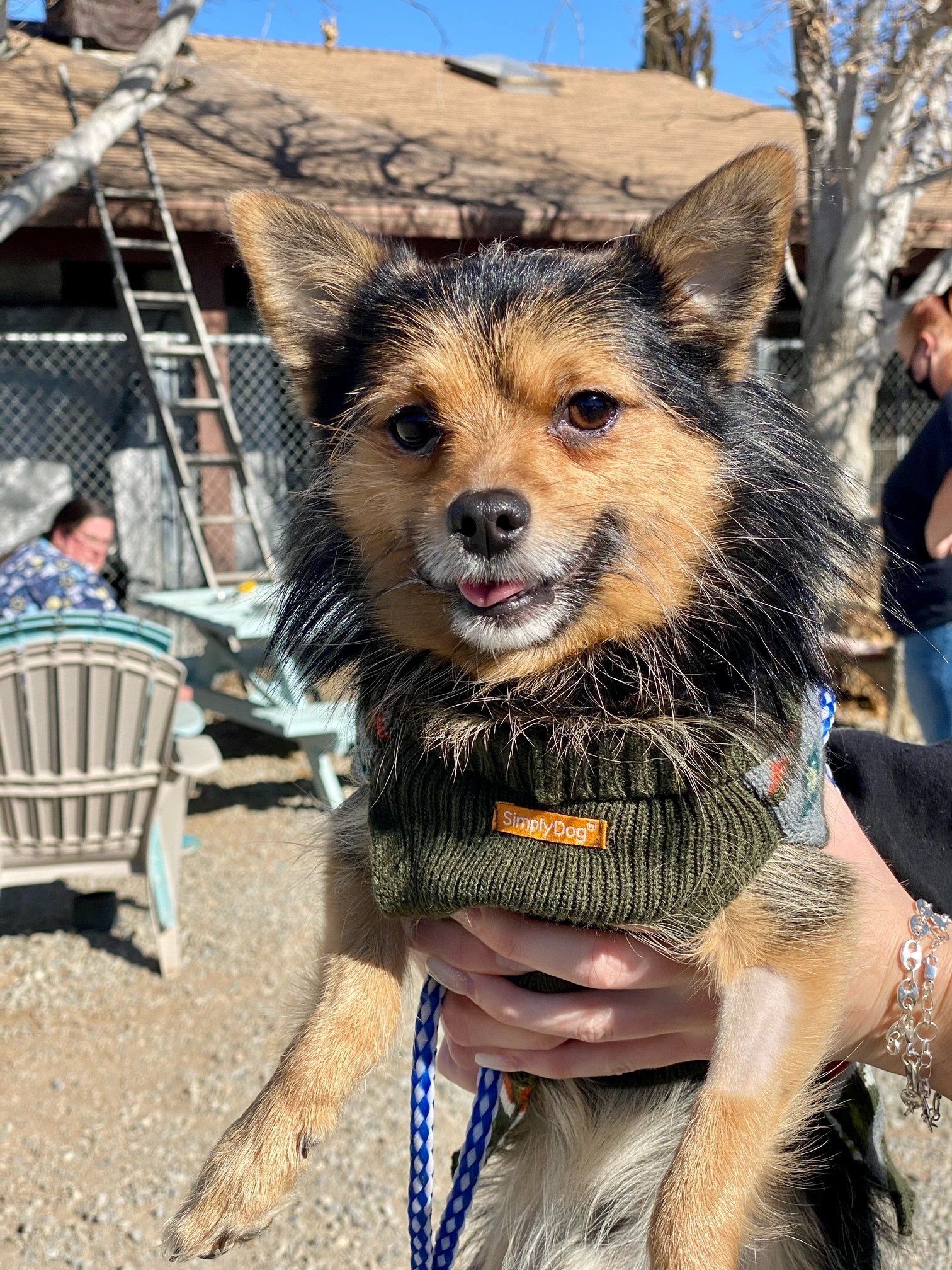 MaeDay Rescue | Los Angeles Dog Rescue