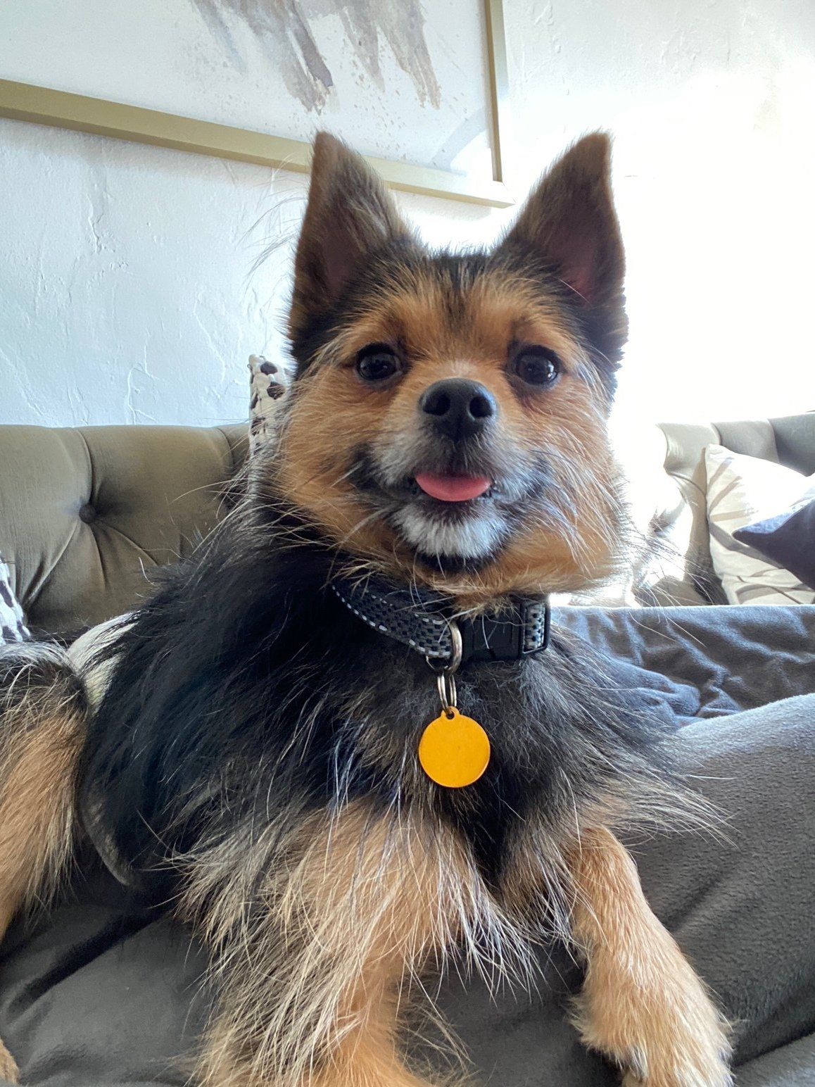 MaeDay Rescue | Los Angeles Dog Rescue