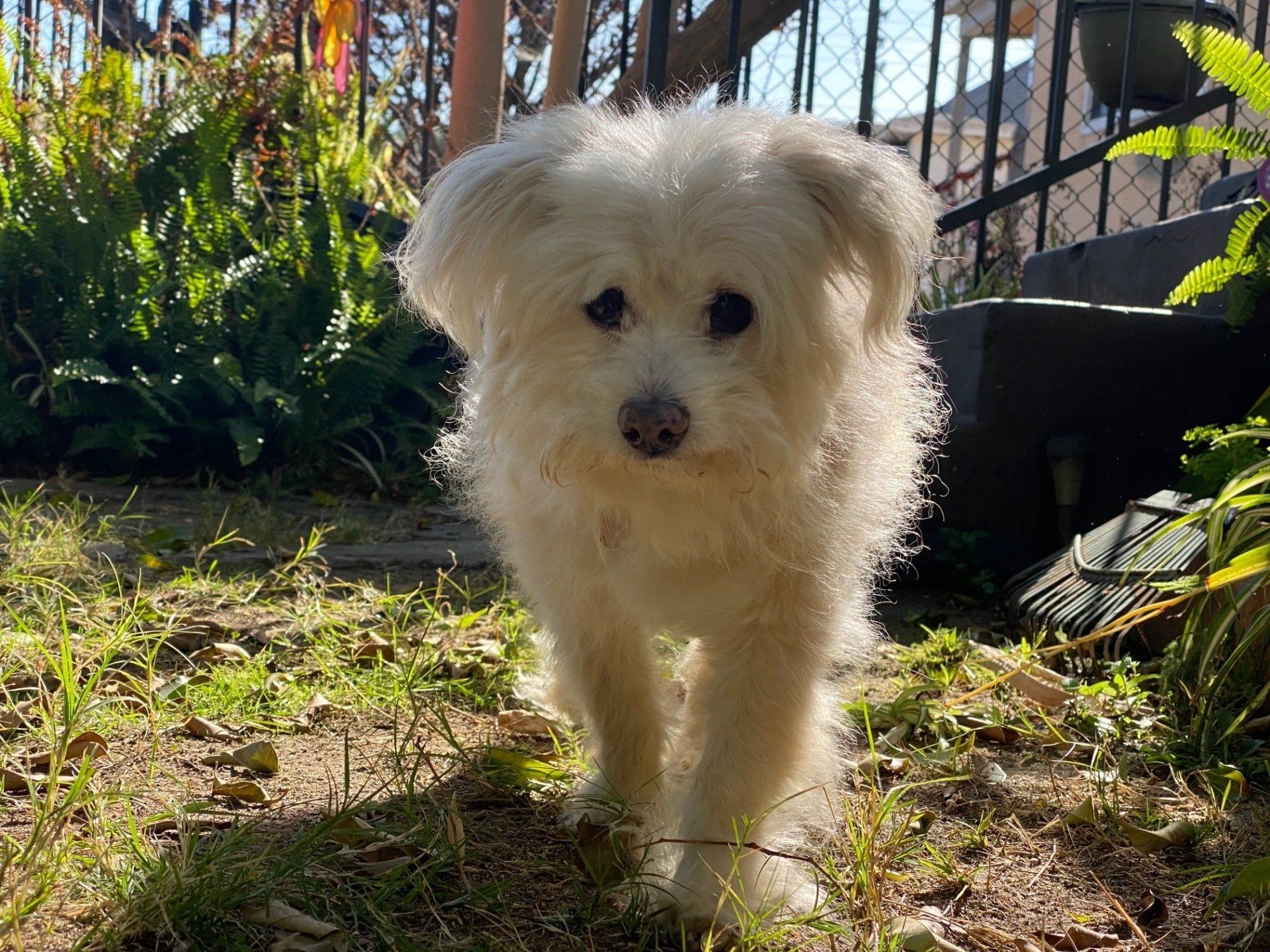 MaeDay Rescue | Los Angeles Dog Rescue