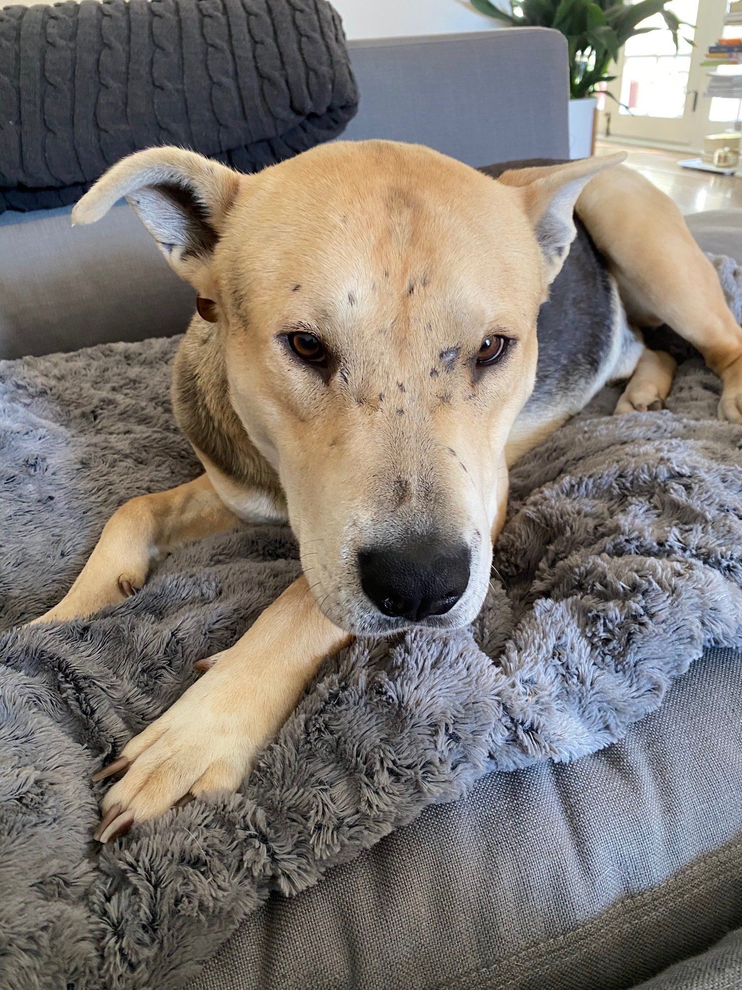 MaeDay Rescue | Los Angeles Dog Rescue