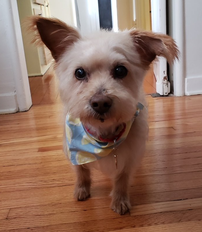 MaeDay Rescue | Los Angeles Dog Rescue