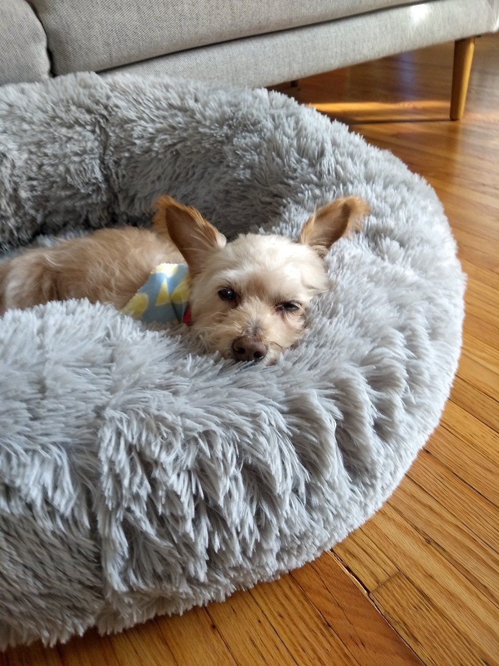 MaeDay Rescue | Los Angeles Dog Rescue