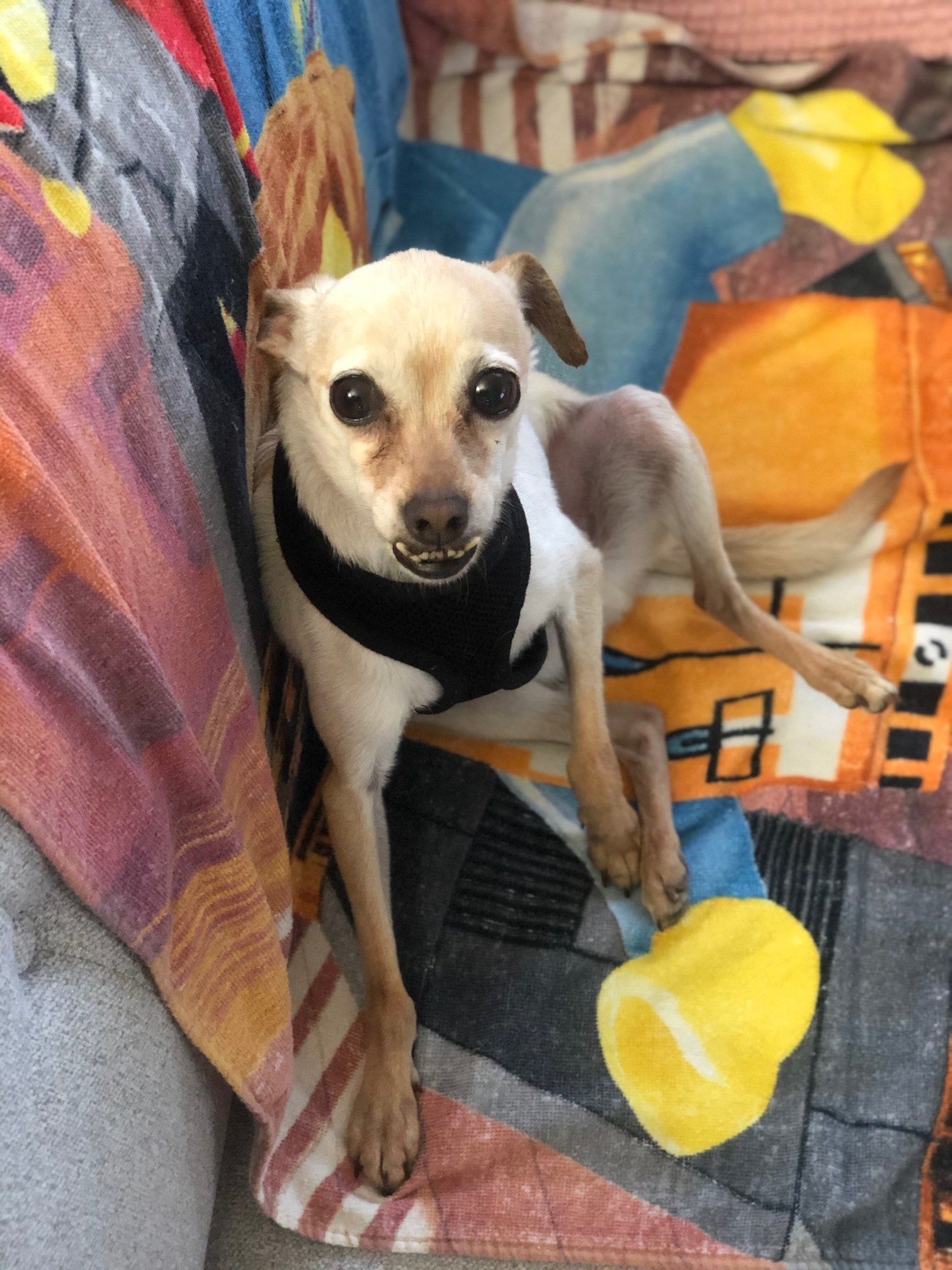 MaeDay Rescue | Los Angeles Dog Rescue