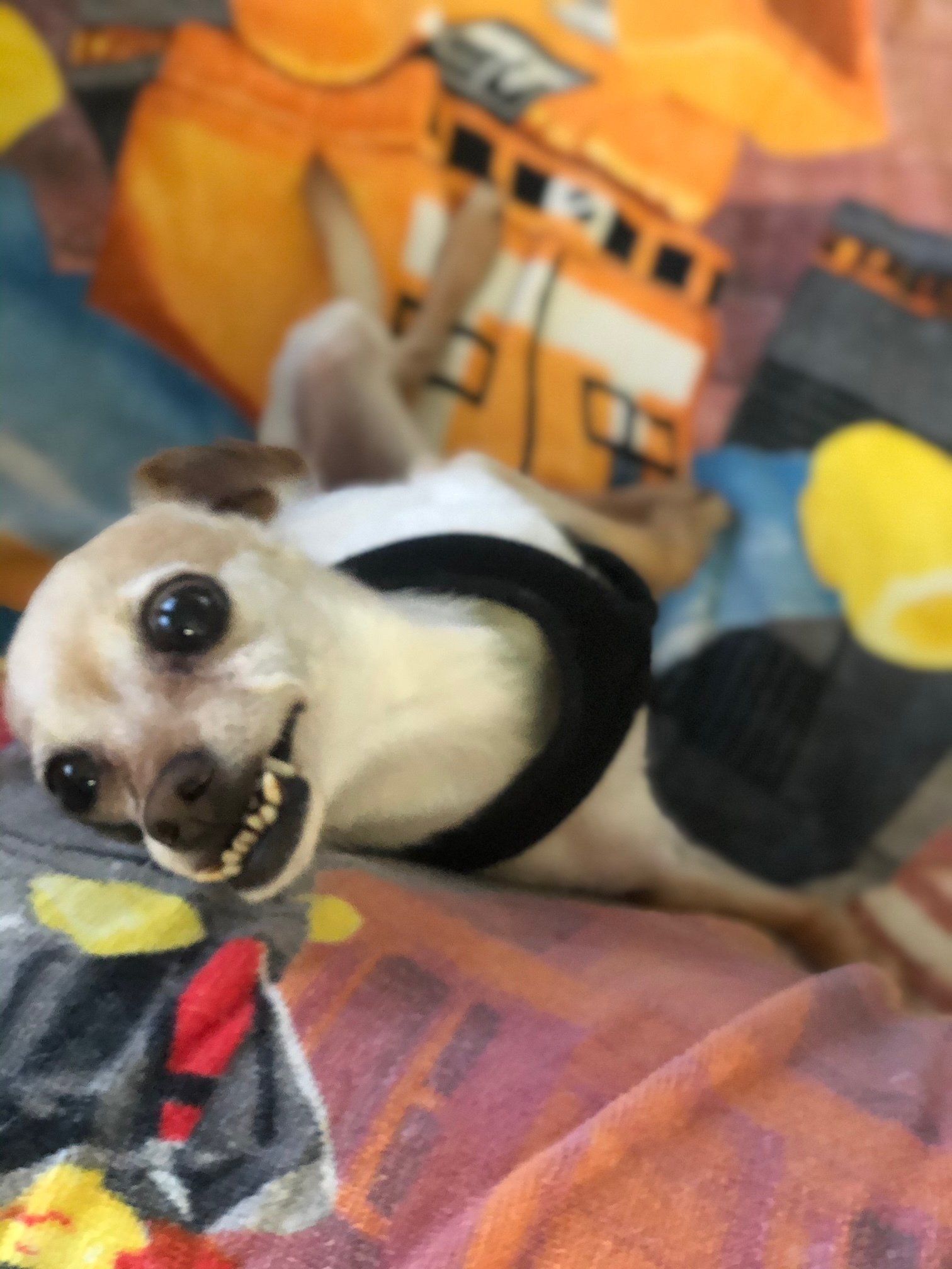 MaeDay Rescue | Los Angeles Dog Rescue