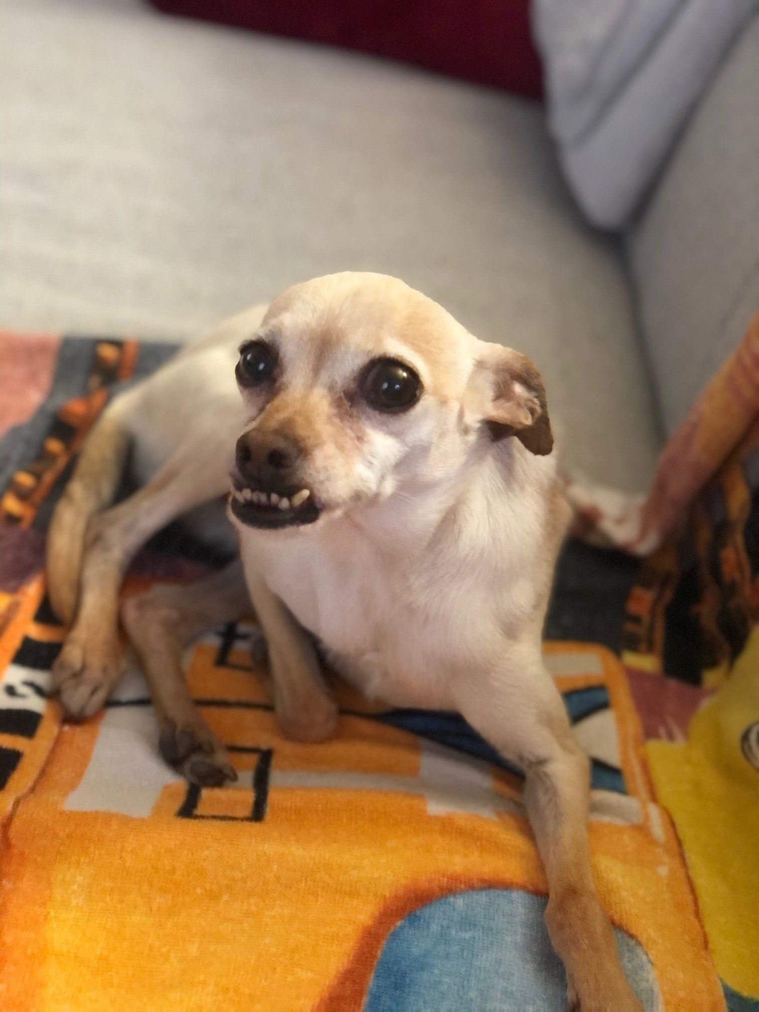 MaeDay Rescue | Los Angeles Dog Rescue