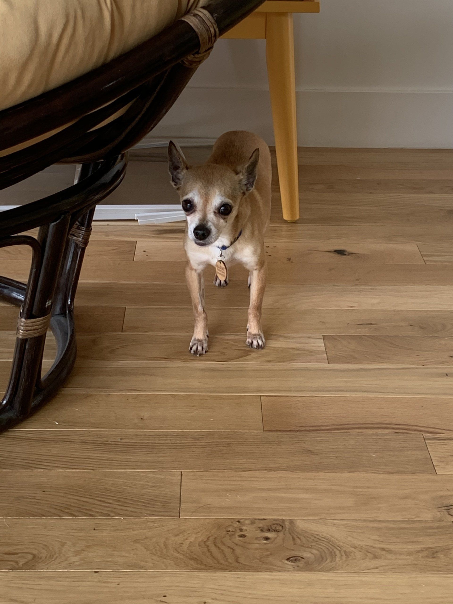 MaeDay Rescue | Los Angeles Dog Rescue