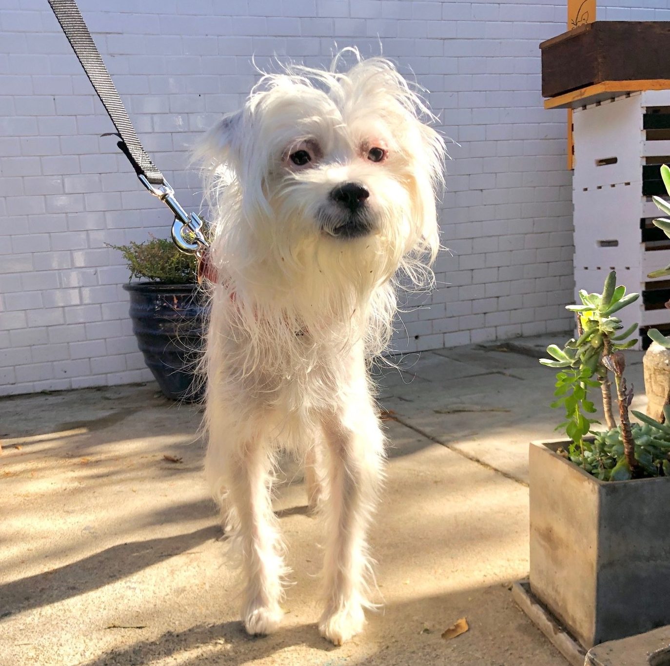 MaeDay Rescue | Los Angeles Dog Rescue