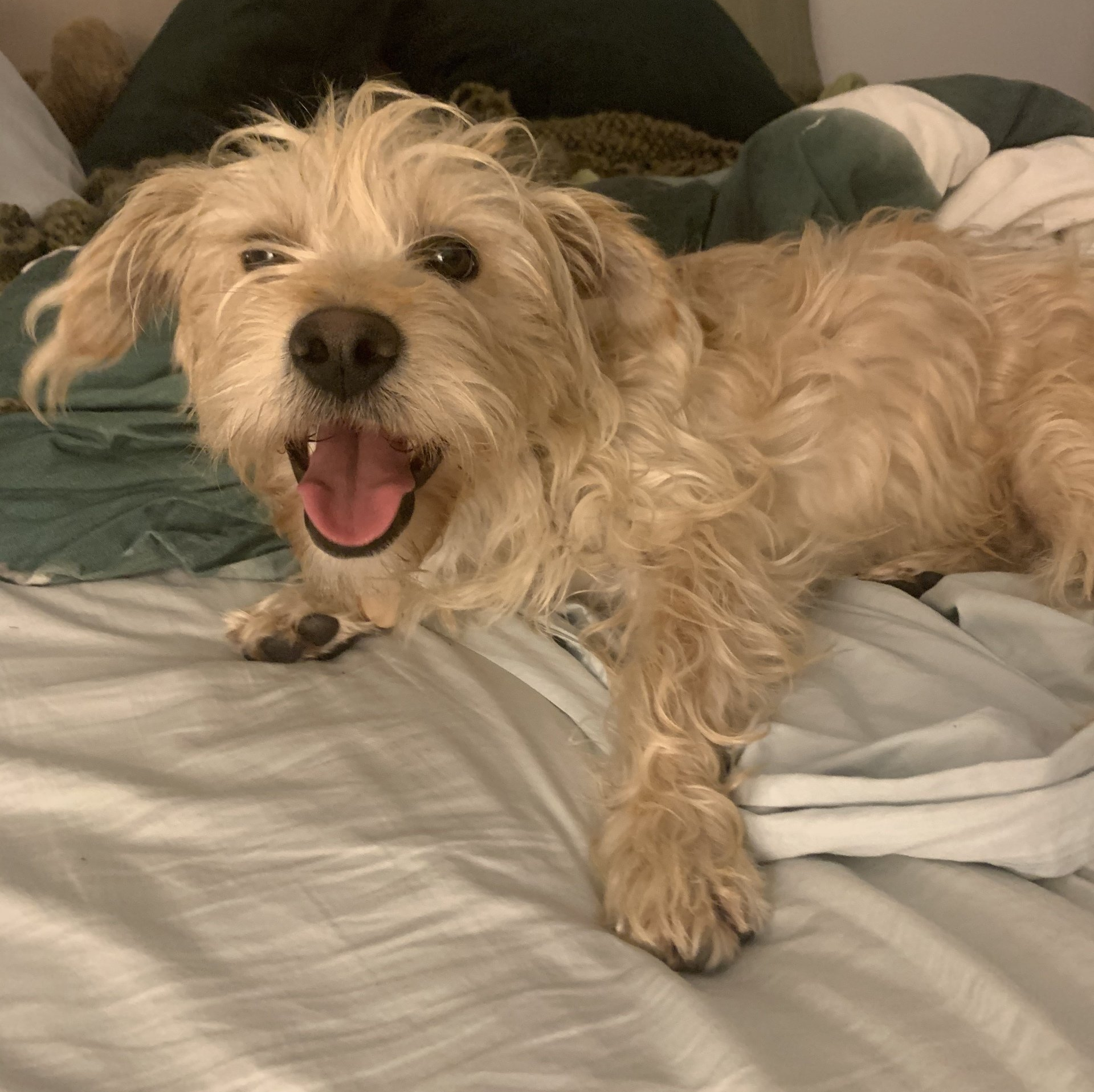 MaeDay Rescue | Los Angeles Dog Rescue