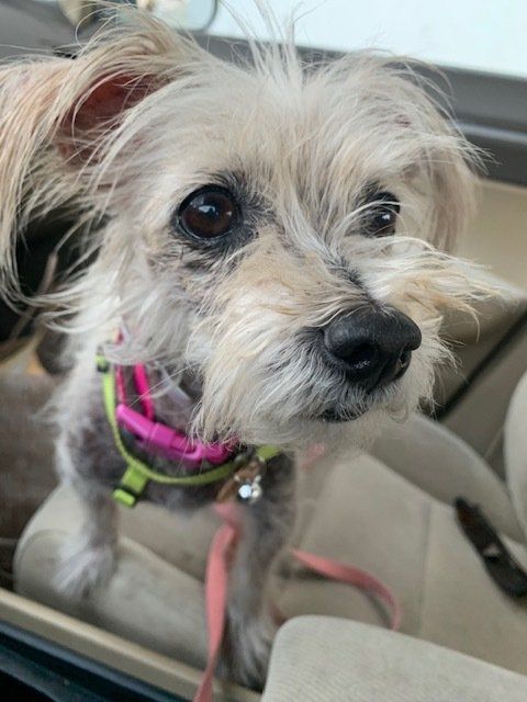 MaeDay Rescue | Los Angeles Dog Rescue