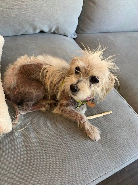 MaeDay Rescue | Los Angeles Dog Rescue