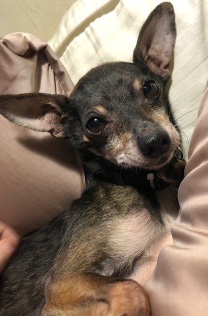 MaeDay Rescue | Los Angeles Dog Rescue