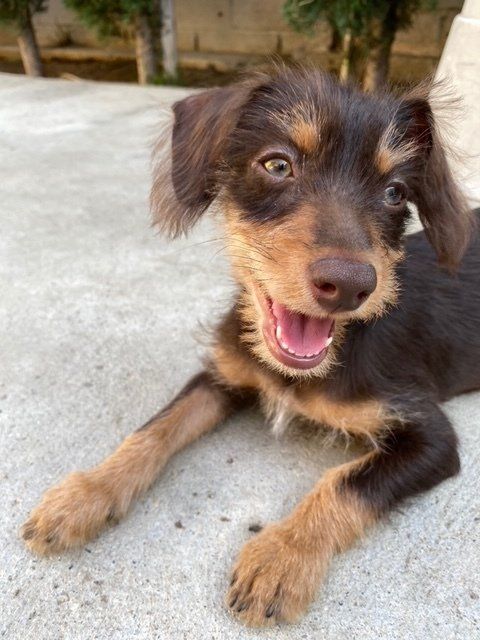 MaeDay Rescue | Los Angeles Dog Rescue