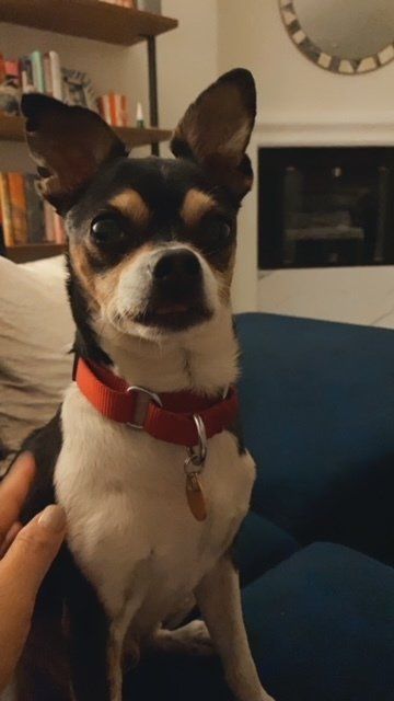 MaeDay Rescue | Los Angeles Dog Rescue