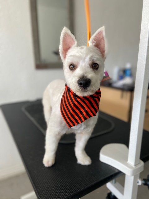 MaeDay Rescue | Los Angeles Dog Rescue