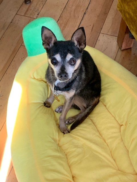 MaeDay Rescue | Los Angeles Dog Rescue