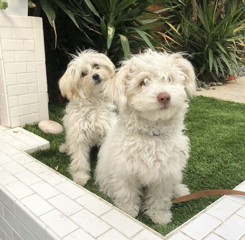 MaeDay Rescue | Los Angeles Dog Rescue