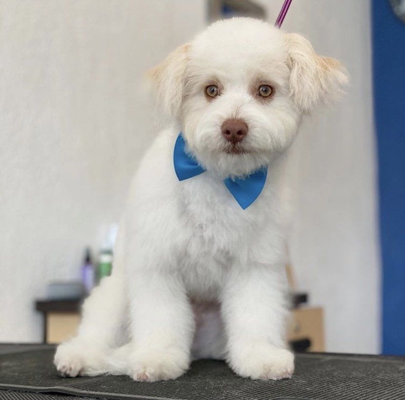 MaeDay Rescue | Los Angeles Dog Rescue