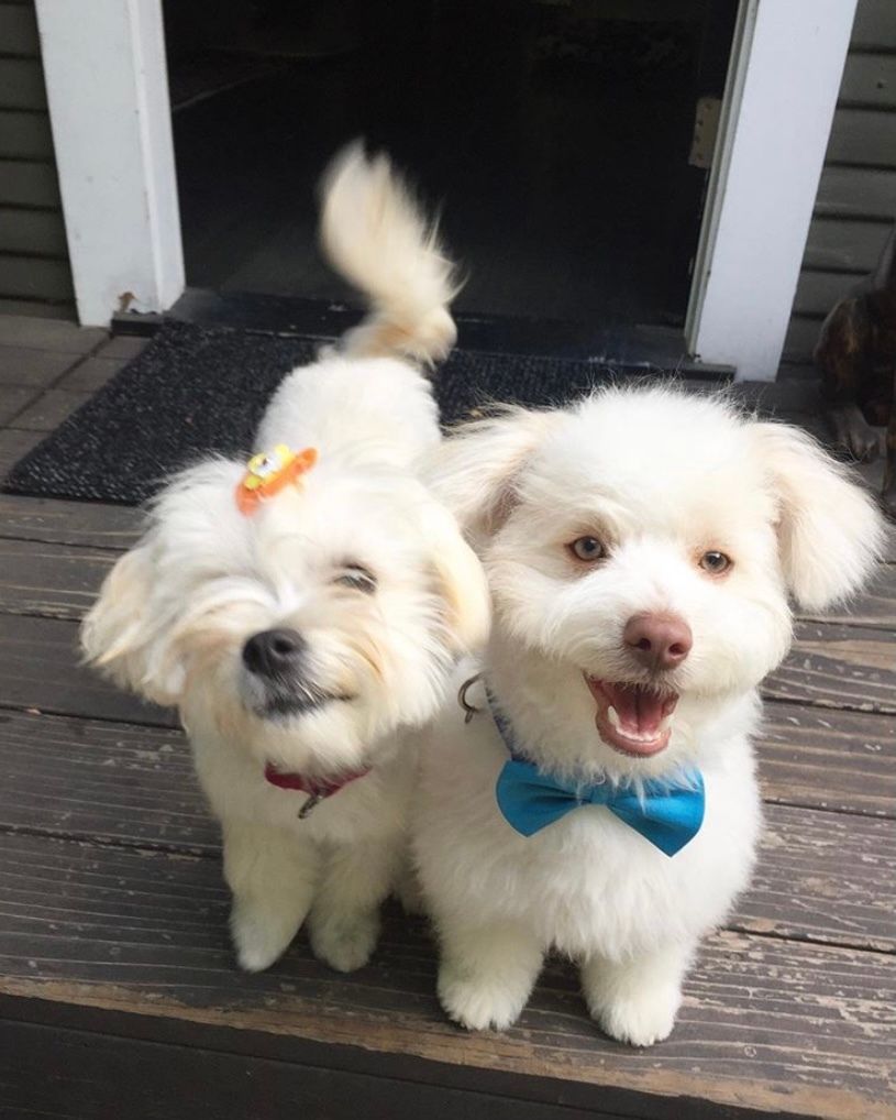 MaeDay Rescue | Los Angeles Dog Rescue