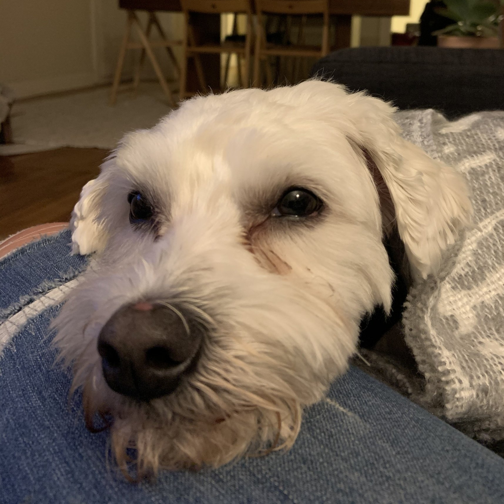 MaeDay Rescue | Los Angeles Dog Rescue