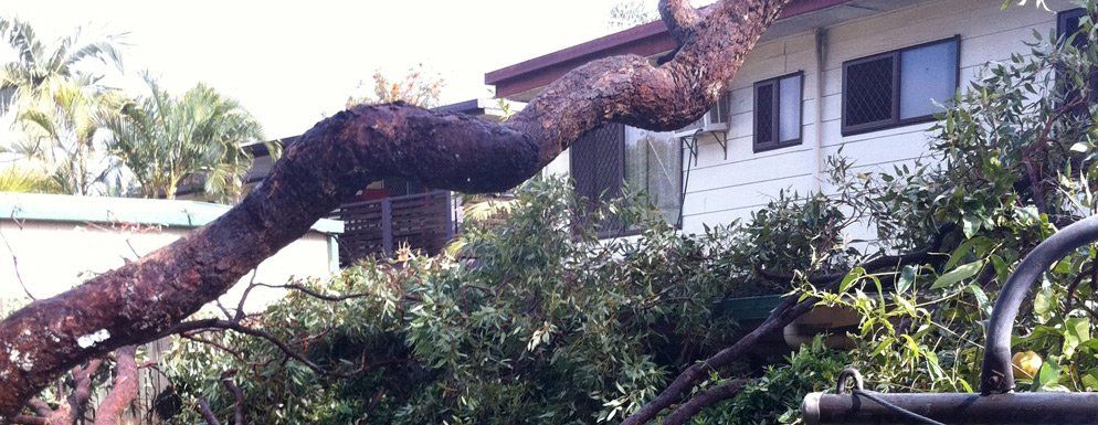 Tree Professionals in Brisbane | Arborforce Tree Services