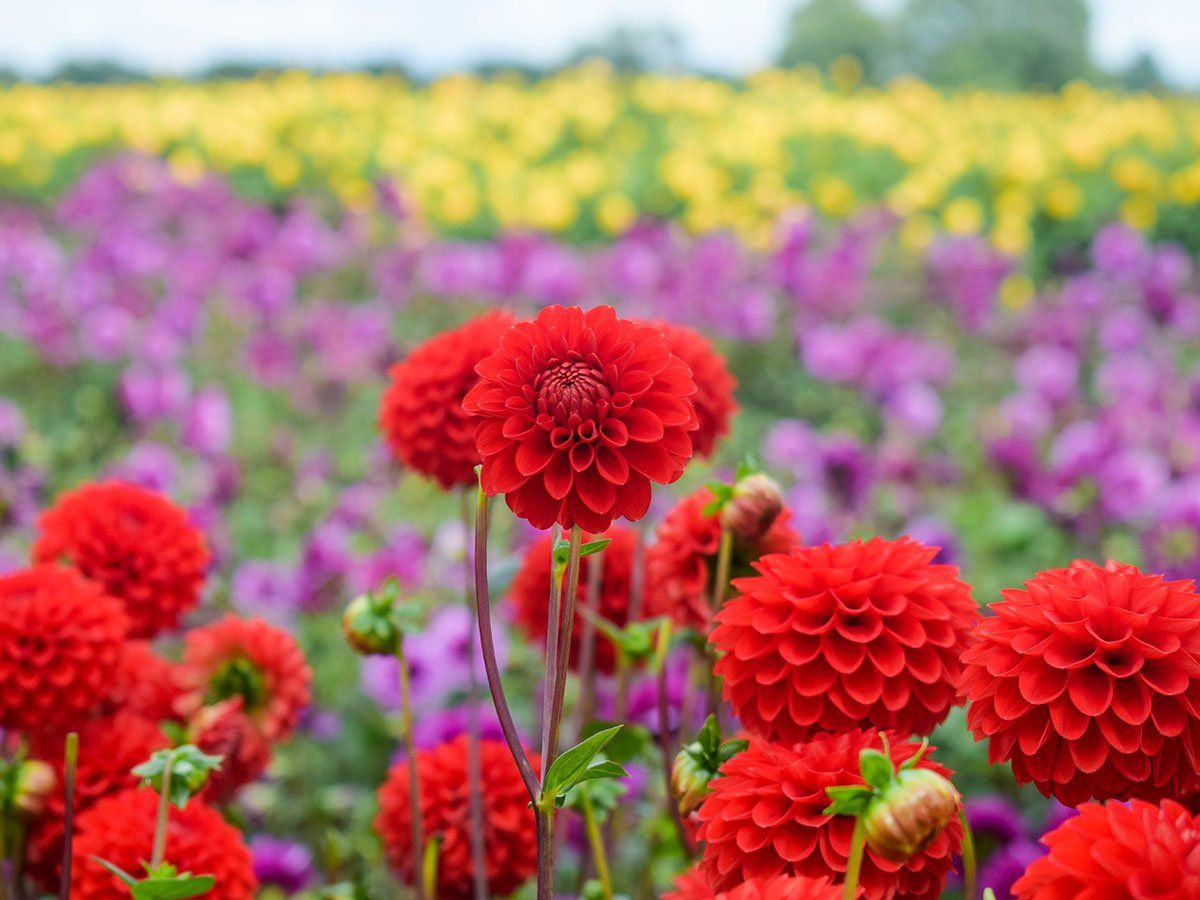 Dahlia Flower Farm in Canada - Planting Dahlia Bulbs & Tubers Online