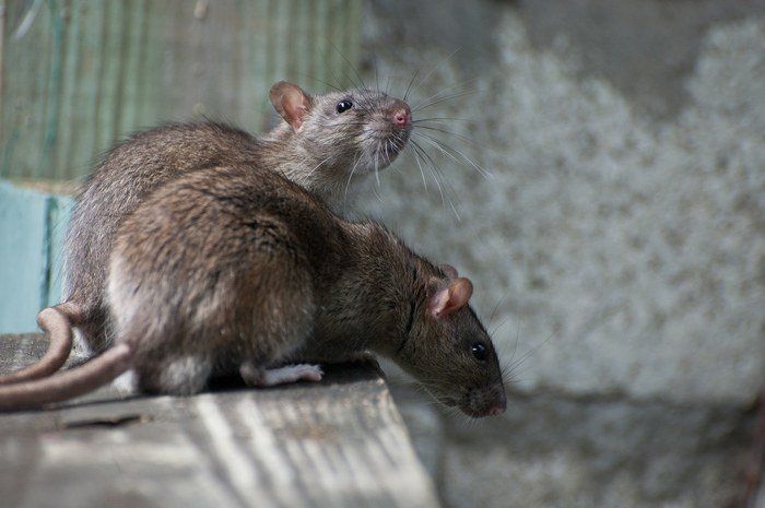 The Differences Between Mice and Rats in Lexington, KY The Differences Between Mice and Rats in Lexington, KY