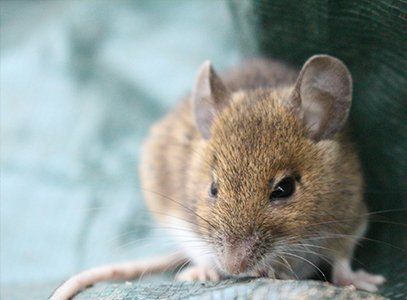 Vermin control, incl. rat and mouse control services in Leeds