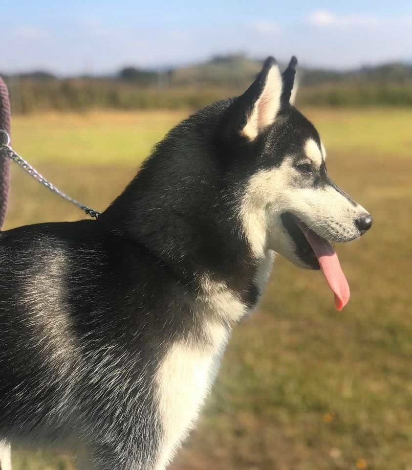 Criadero de Perros Husky | Criadero Husky