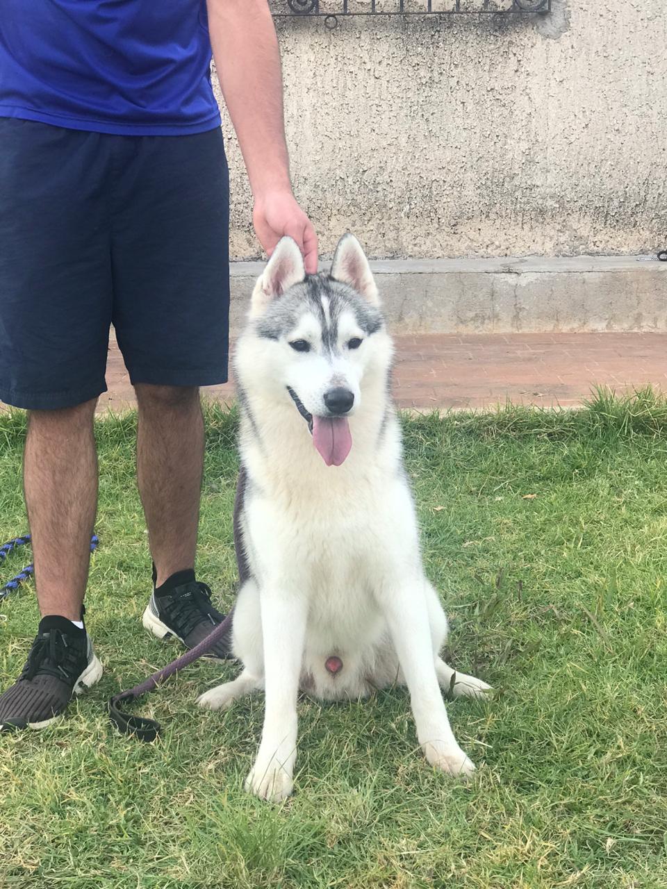 Criadero de Perros Husky | Criadero Shadi