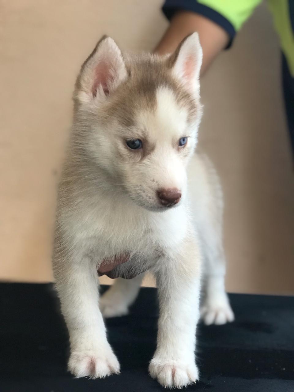 Criadero de Perros Husky | Criadero Shadi