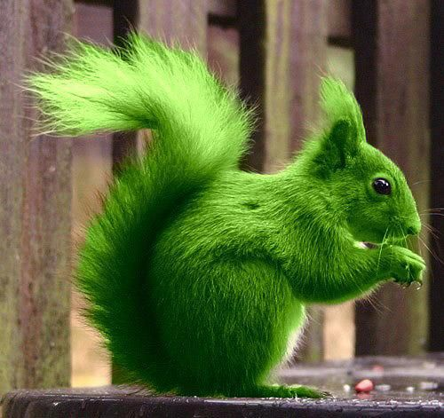 Dying the Green Squirrel Purple