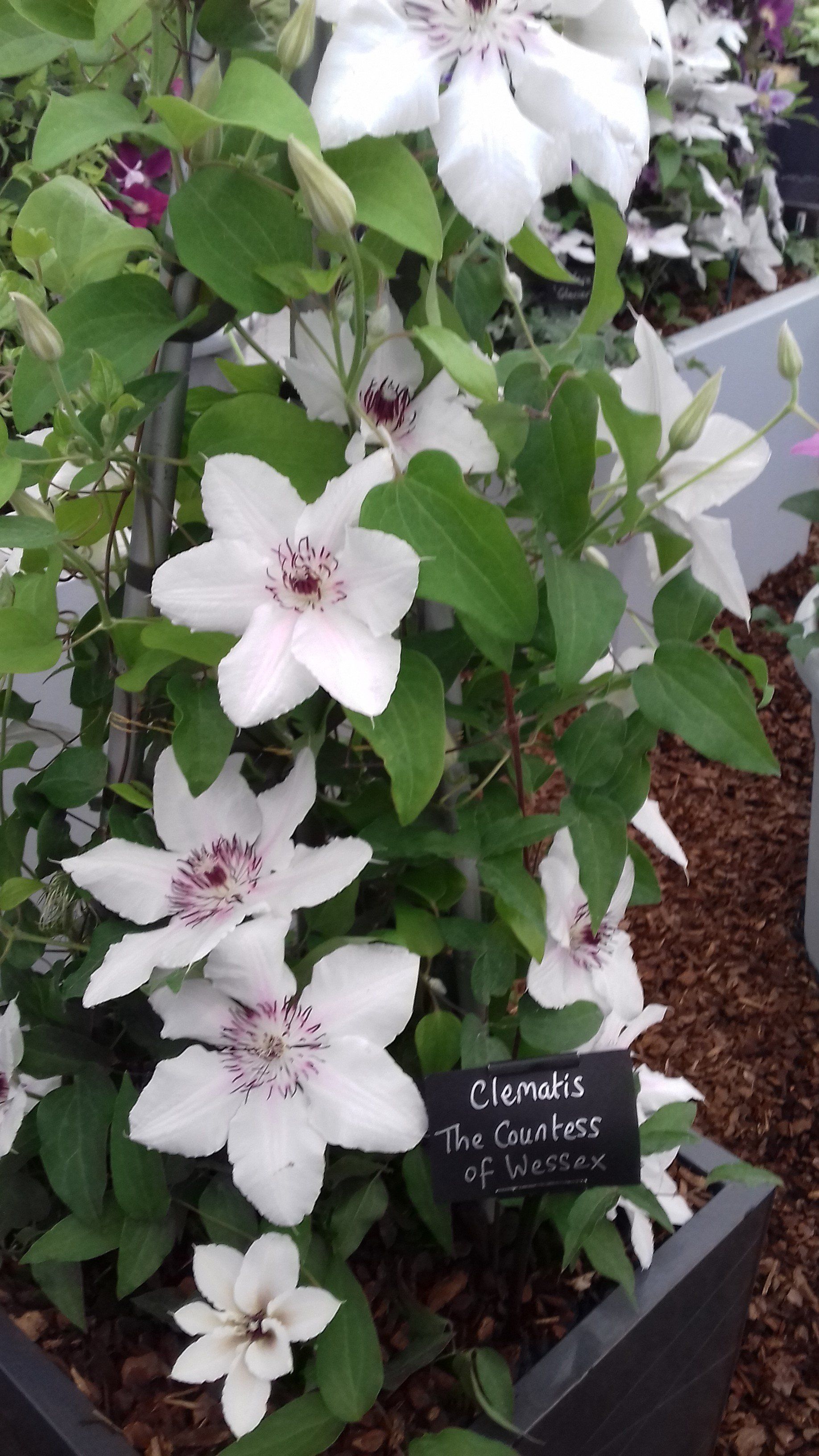 Summer Flowering Clematis Plants | PriorsWood Clematis