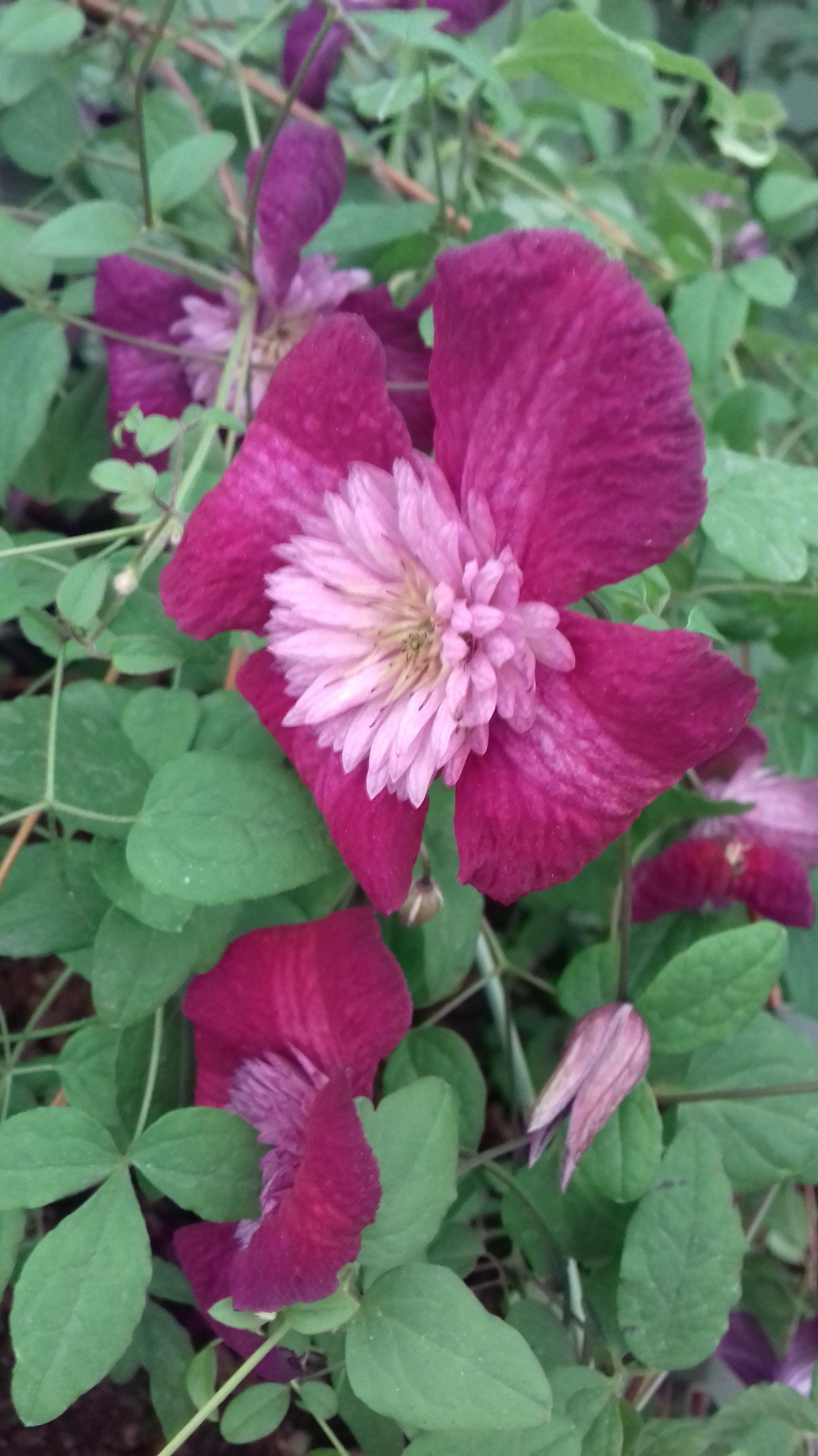 Viticella & Texensis Clematis | Priorswood