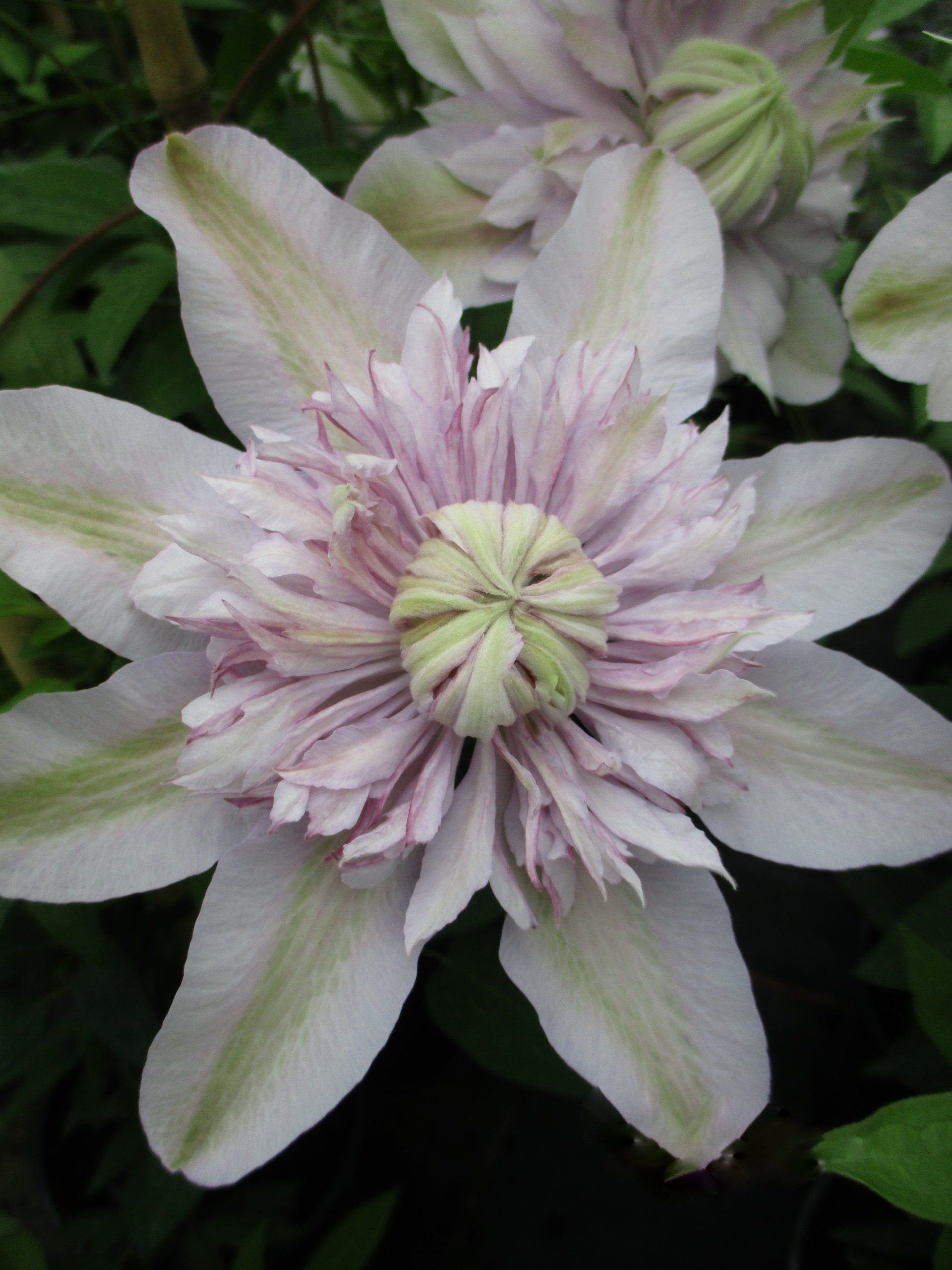 Summer Flowering Clematis Plants | PriorsWood Clematis