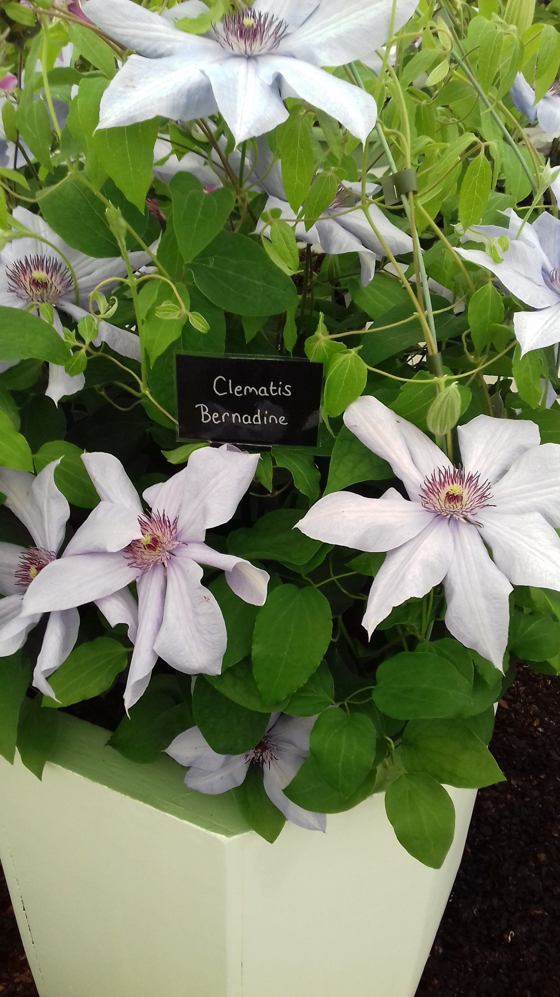 Summer Flowering Clematis Plants | PriorsWood Clematis