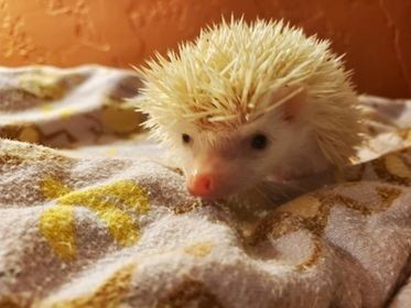 Hedge of Alaska - USDA Licensed Hedgehog Breeder Kenny Lake, Alaska