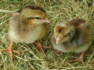 How to tell if your chicks are male or female