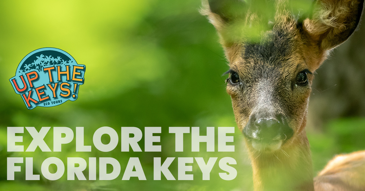 Florida Keys Tours | Up The Keys Tours