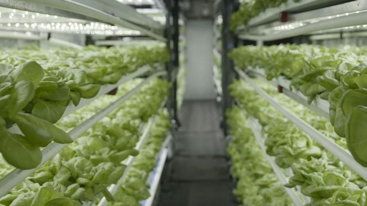 Cargo Container Farming: Can You Really Produce 5 Acres of Produce with ...